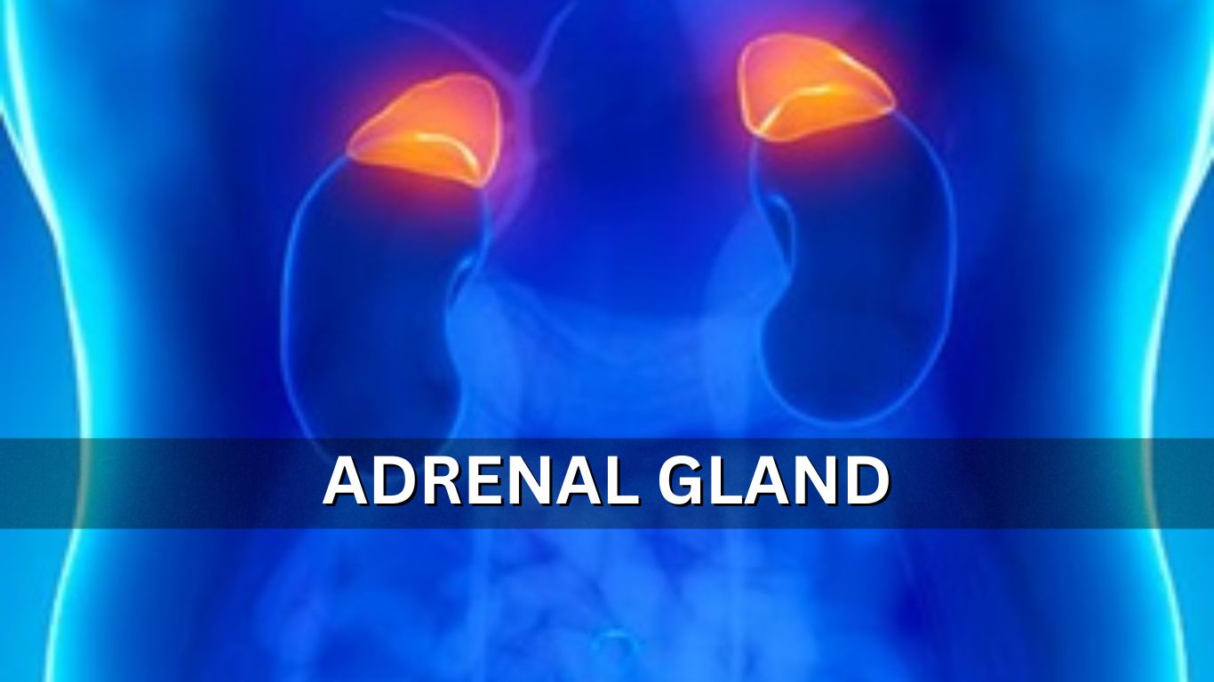 What is Adrenal Gland & Why is it Important?